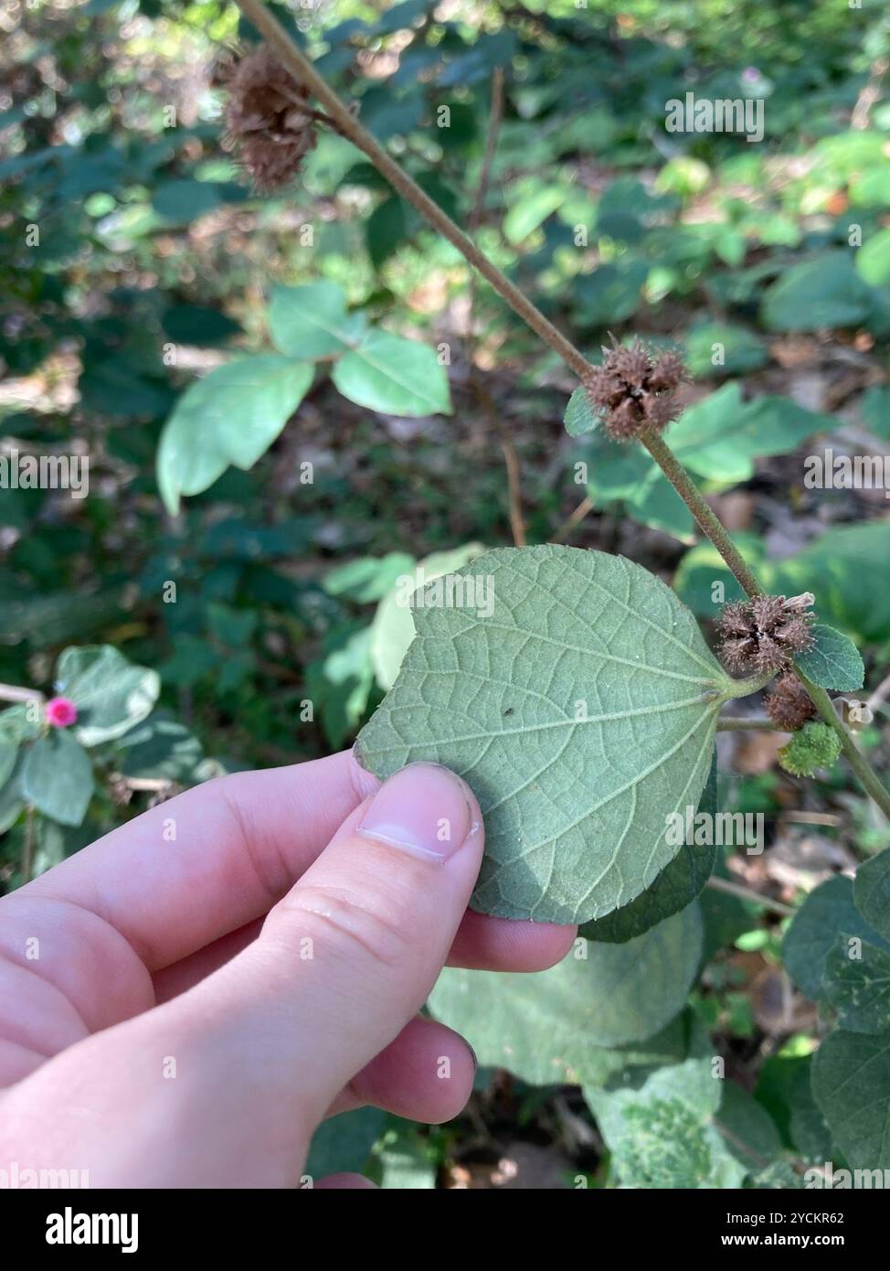 Caesar weed (Urena lobata) Plantae Stock Photo - Alamy