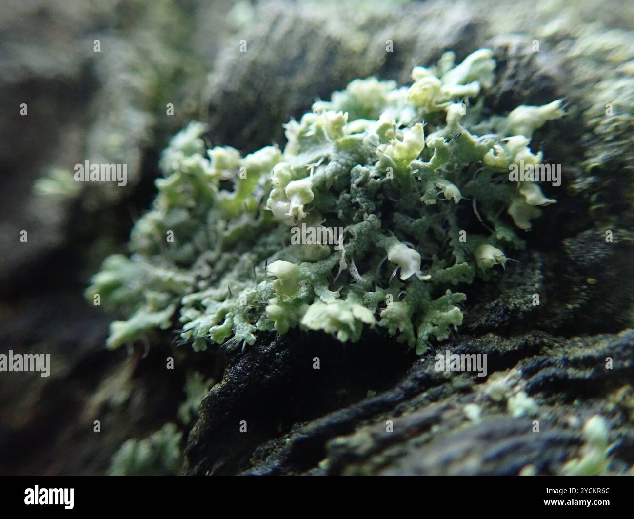 Hooded Rosette Lichen (Physcia adscendens) Fungi Stock Photo - Alamy