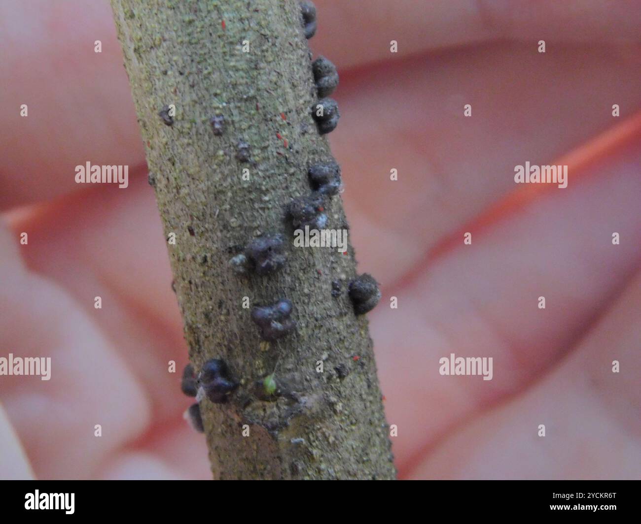 Lobate Lac Scale (Paratachardina pseudolobata) Insecta Stock Photo - Alamy