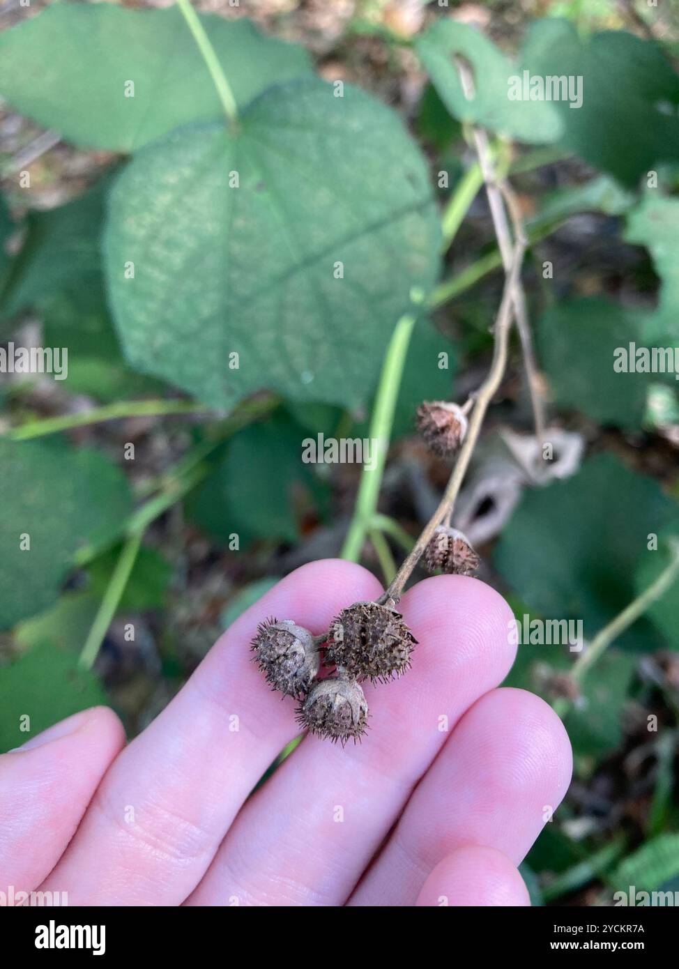 Caesar weed (Urena lobata) Plantae Stock Photo - Alamy
