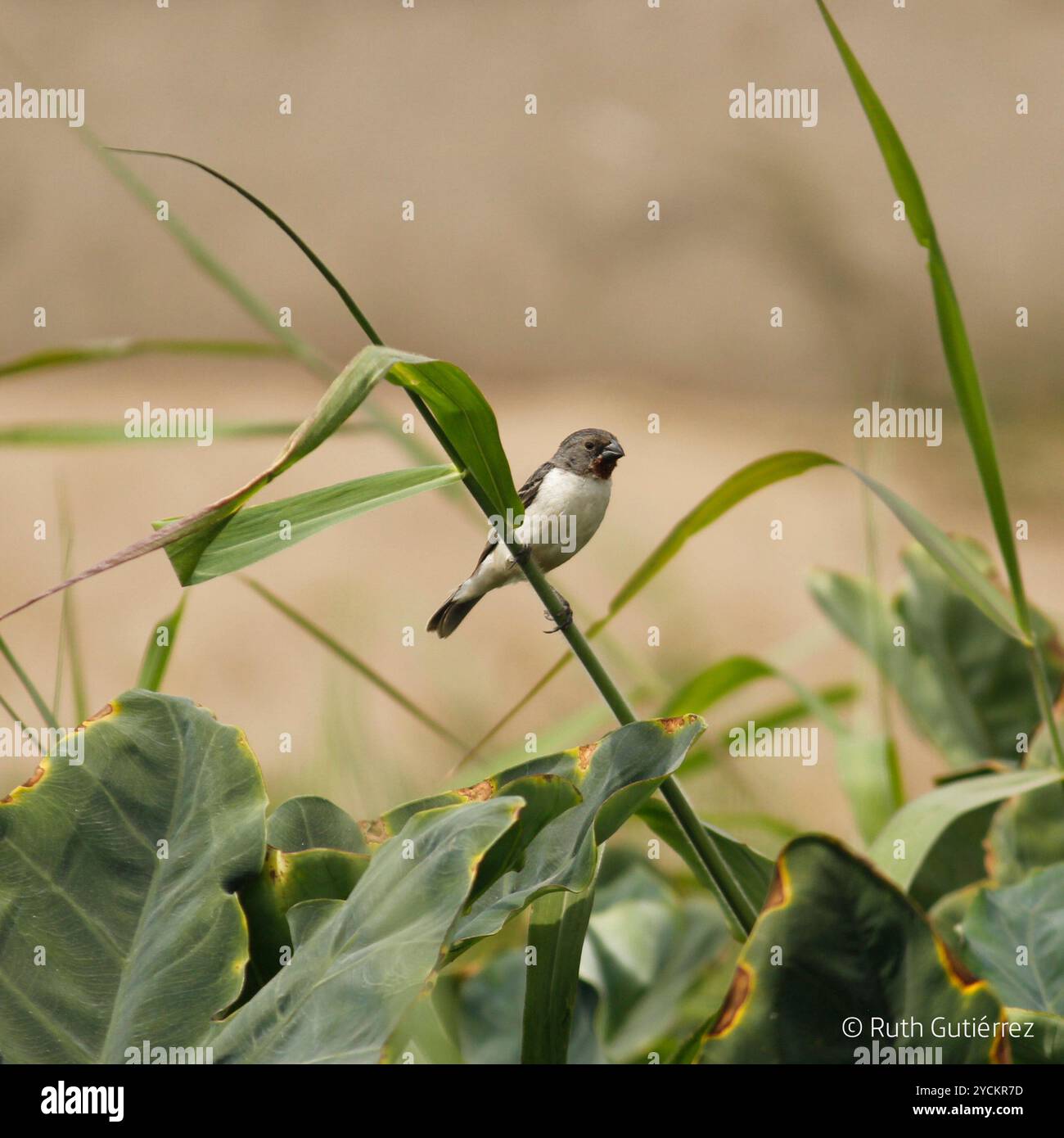 Chestnut-throated Seedeater (Sporophila telasco) Aves Stock Photo - Alamy