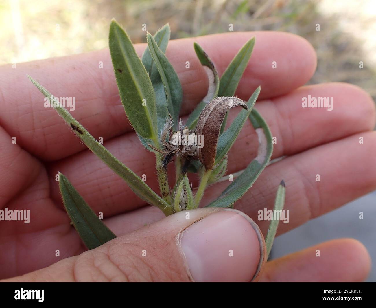 stoneseeds, puccoons, and gromwells (Lithospermum) Plantae Stock Photo ...