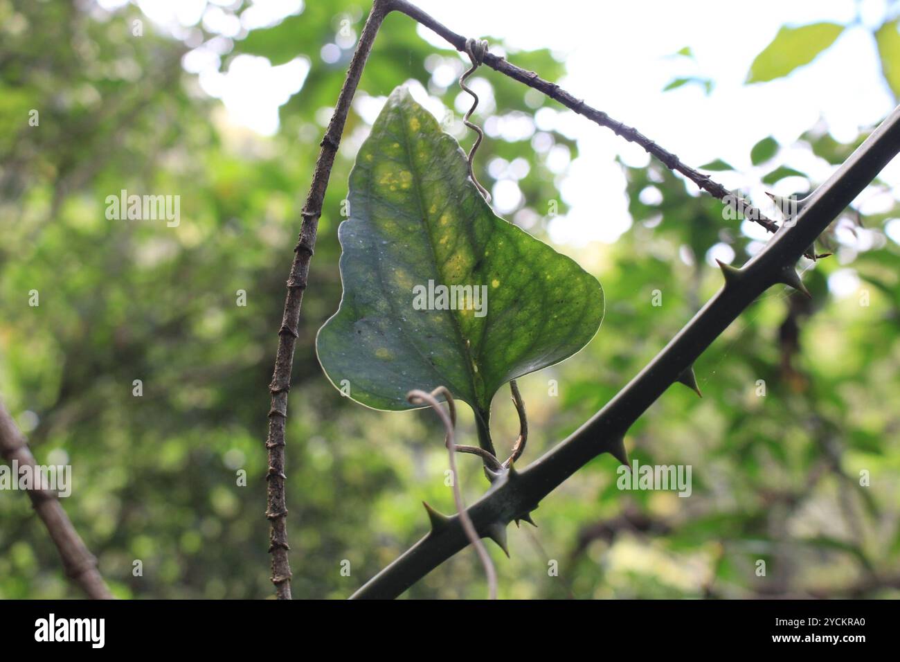 greenbriers (Smilax) Plantae Stock Photo - Alamy