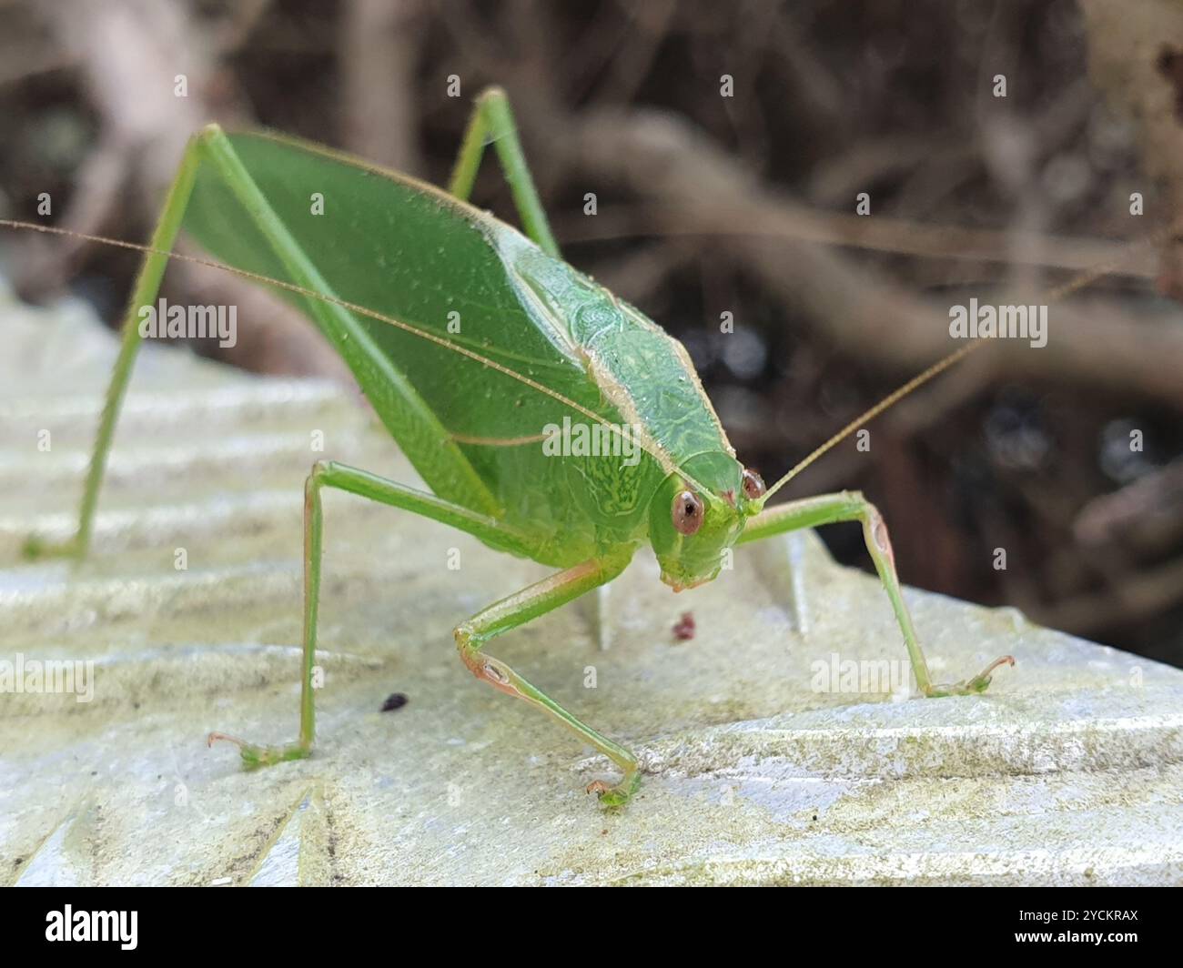 Australian Common Garden Katydid (Caedicia simplex) Insecta Stock Photo ...