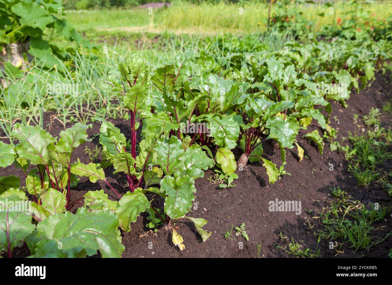 Beet cultivation on open soil Stock Photo - Alamy