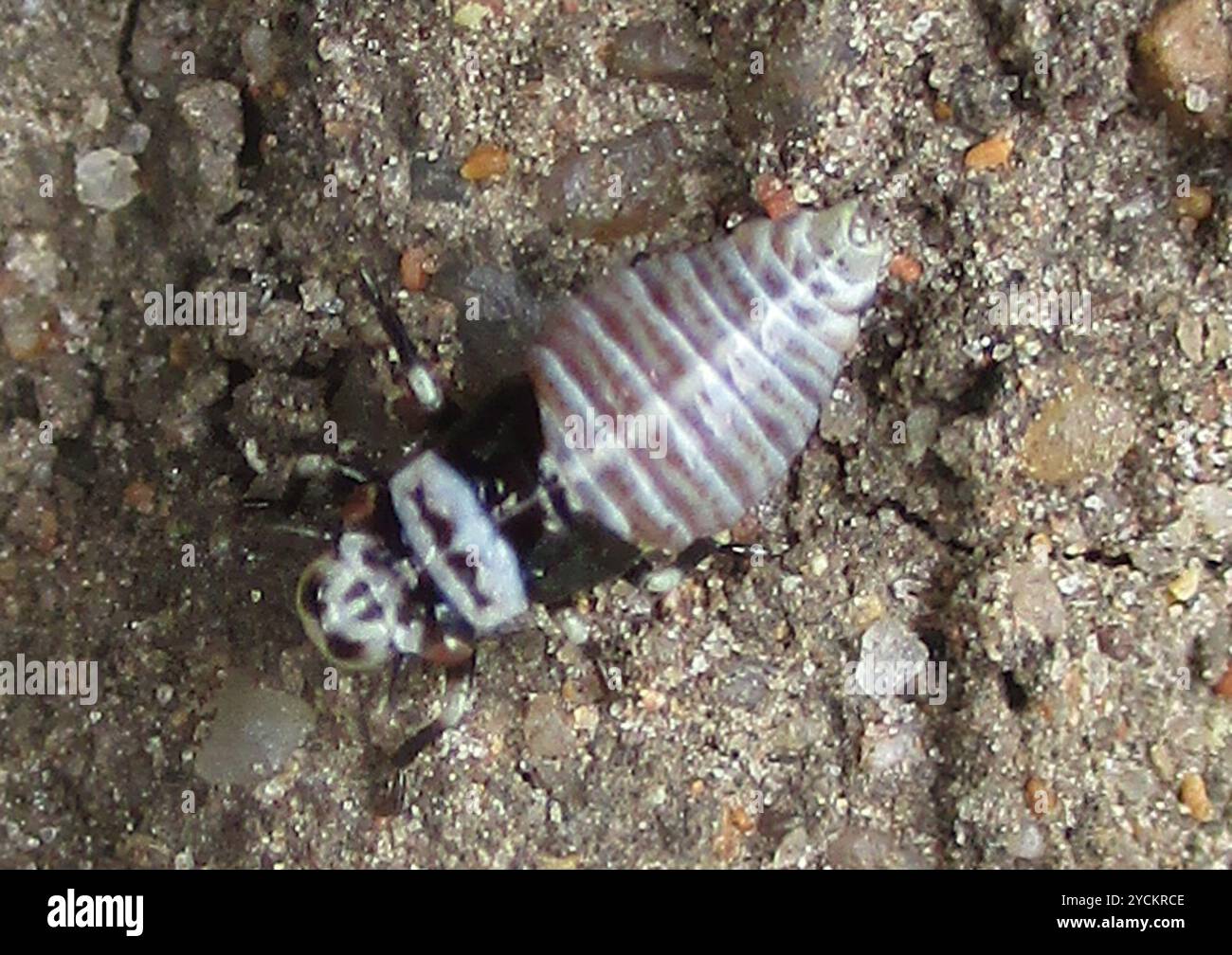 Spittlebugs and Froghoppers (Cercopoidea) Insecta Stock Photo - Alamy