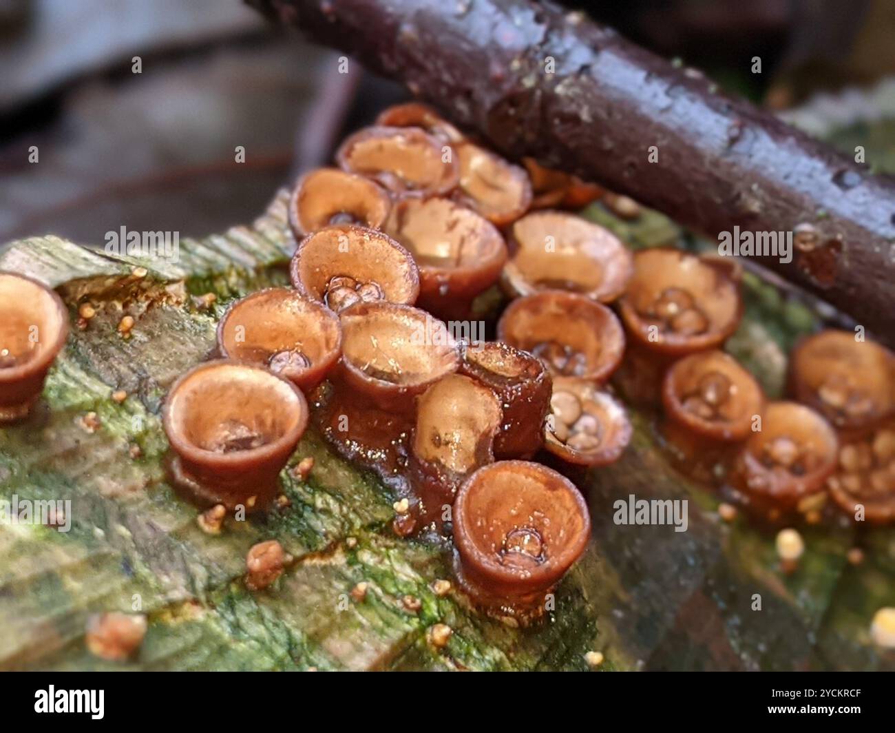 common bird's nest fungus (Crucibulum laeve) Fungi Stock Photo - Alamy