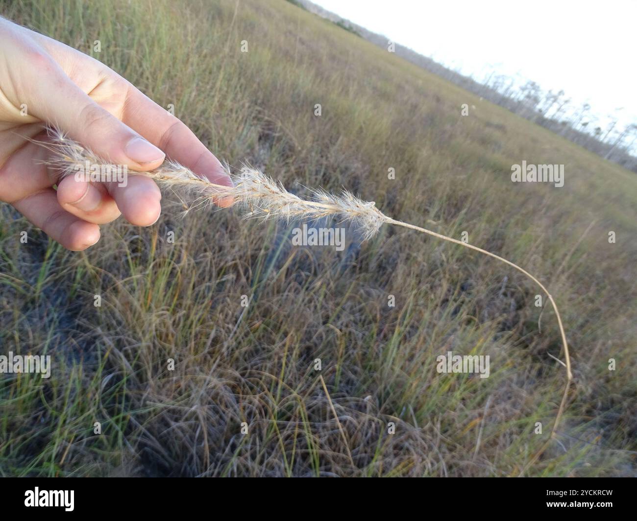sugarcane plumegrass (Erianthus giganteus) Plantae Stock Photo - Alamy