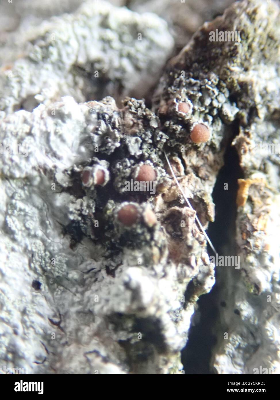 Brown-gray Moss-shingle Lichen (Protopannaria pezizoides) Fungi Stock ...