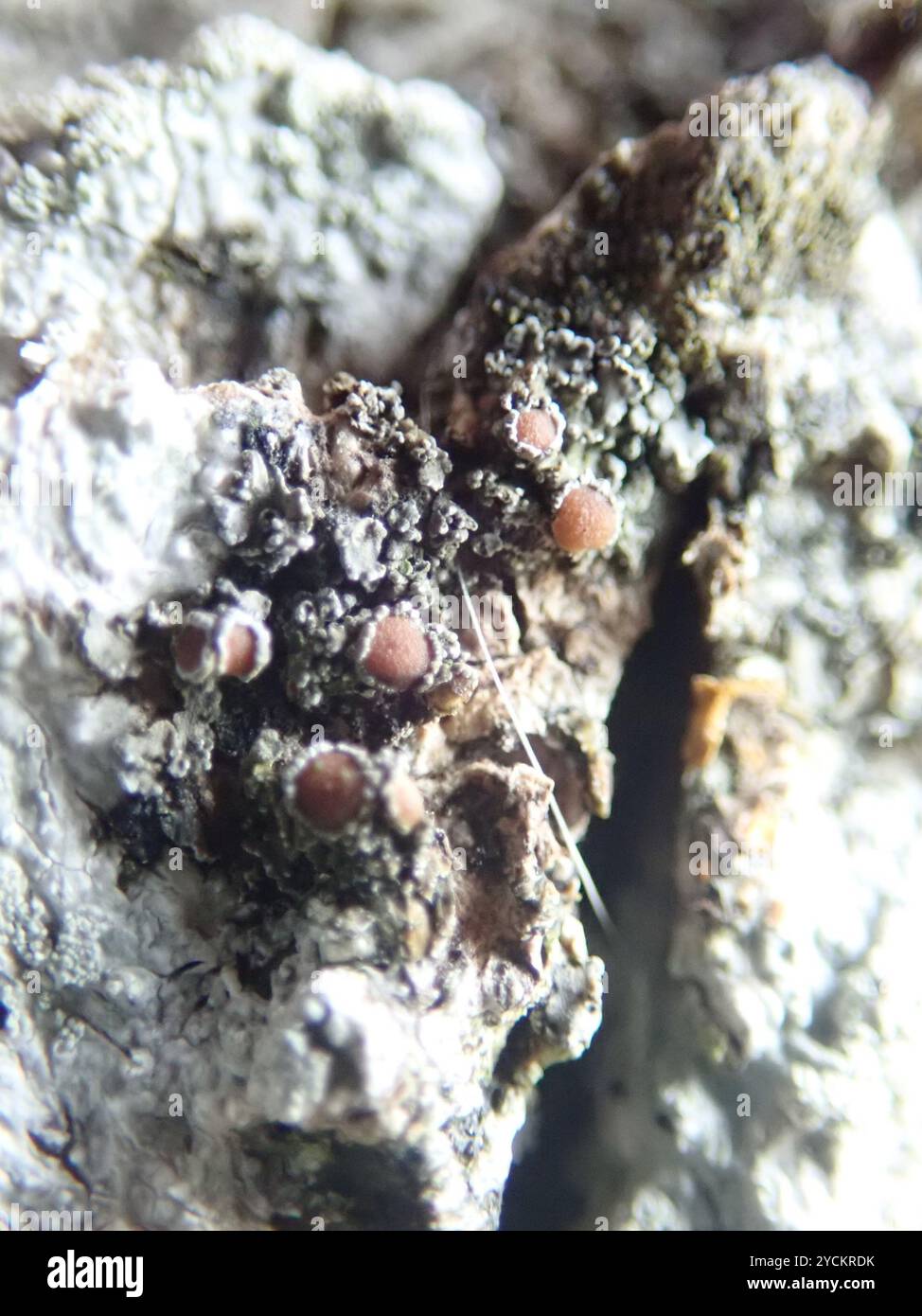 Brown-gray Moss-shingle Lichen (Protopannaria pezizoides) Fungi Stock ...