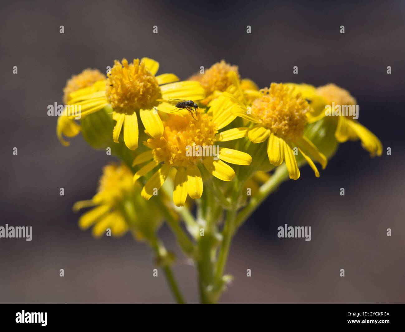Lobeleaf Groundsel (Packera multilobata) Plantae Stock Photo - Alamy