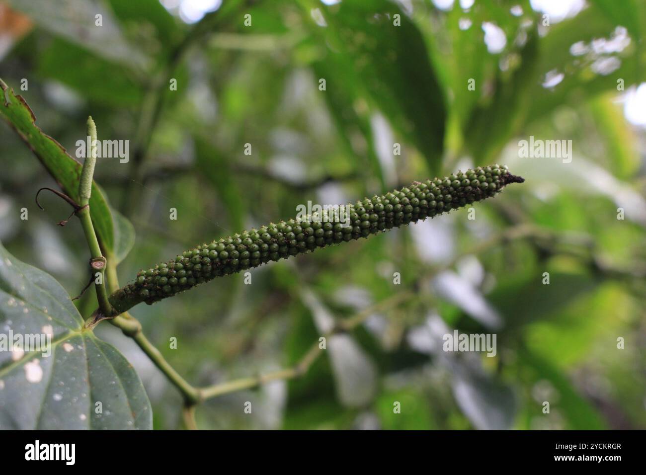 pepper plants (Piper) Plantae Stock Photo - Alamy