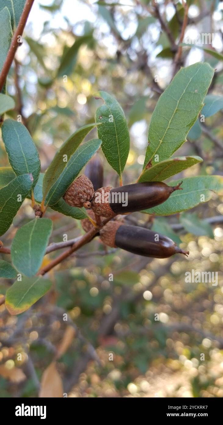 California scrub oak (Quercus berberidifolia) Plantae Stock Photo - Alamy