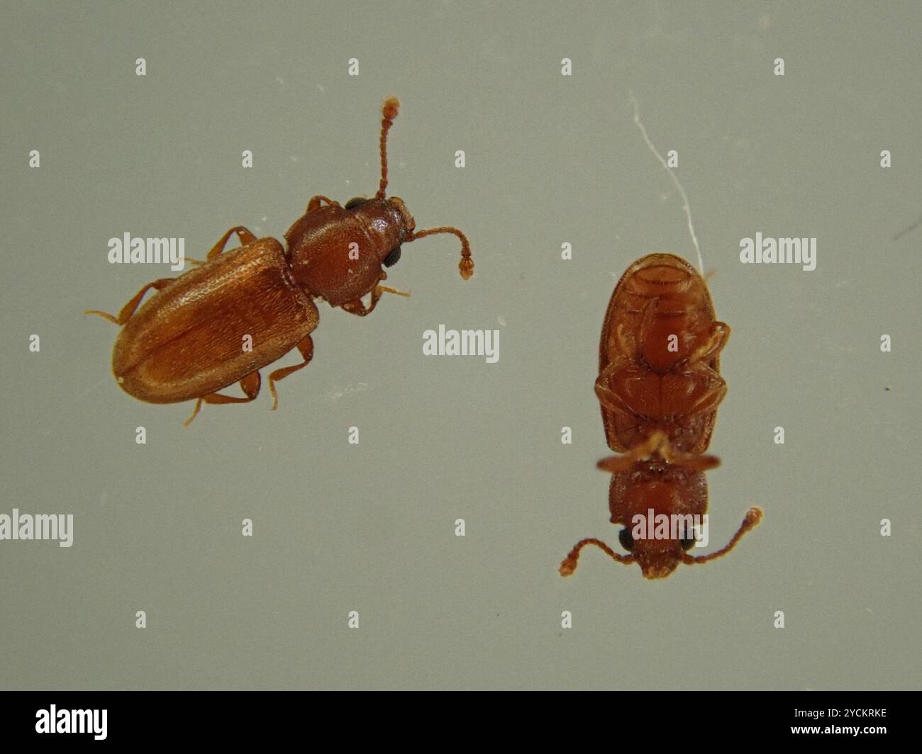 Foreign grain beetle hi-res stock photography and images - Alamy