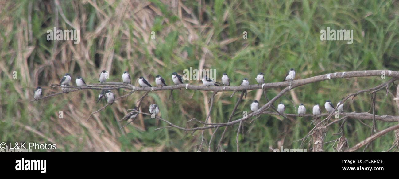 Mangrove Swallow (Tachycineta albilinea) Aves Stock Photo - Alamy