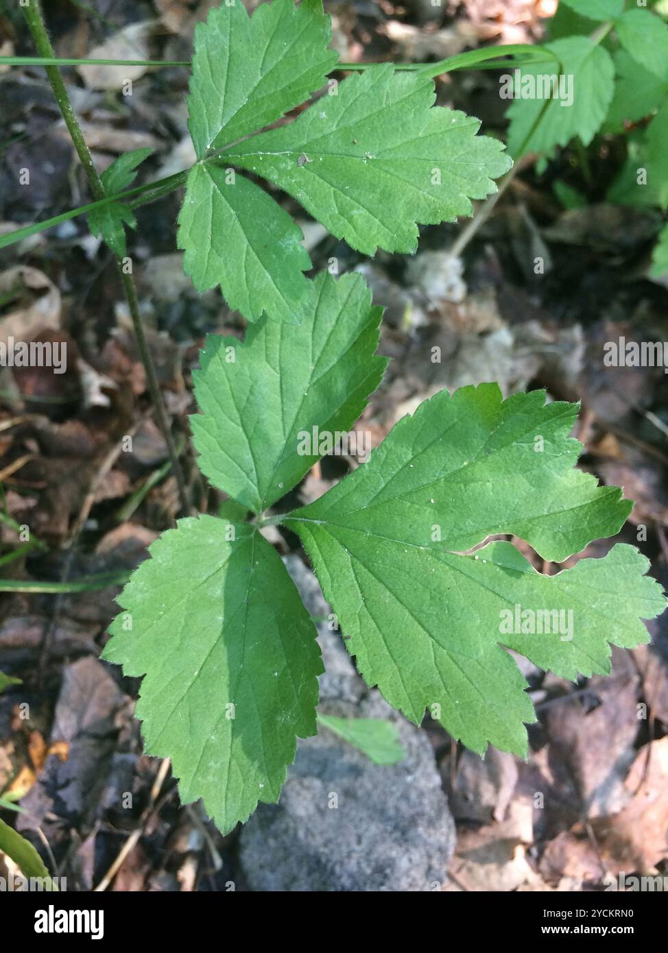 white avens (Geum canadense) Plantae Stock Photo - Alamy