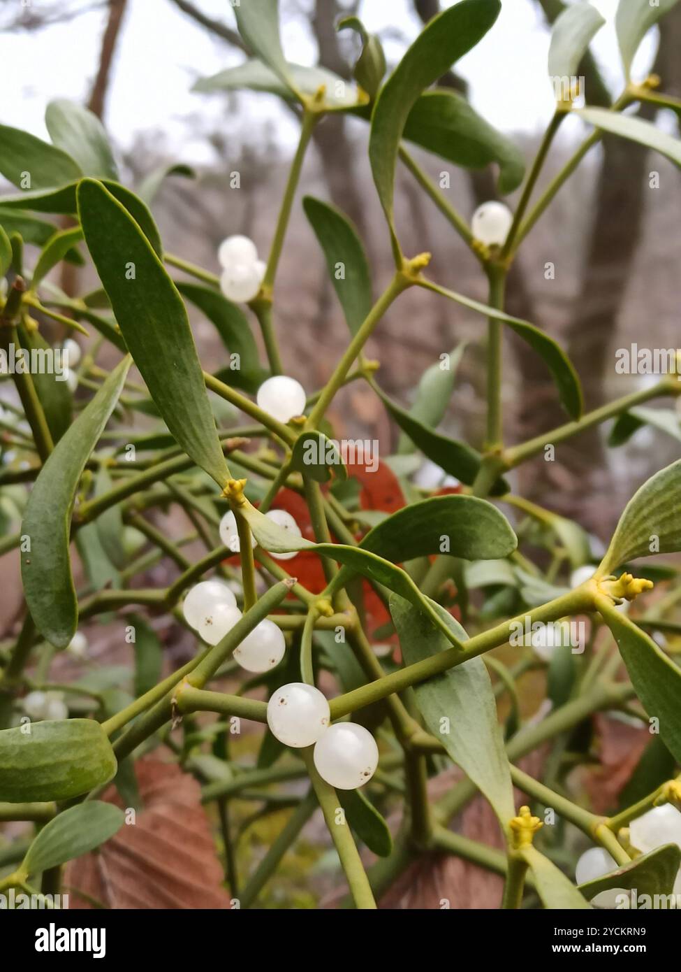 European mistletoe (Viscum album) Plantae Stock Photo - Alamy