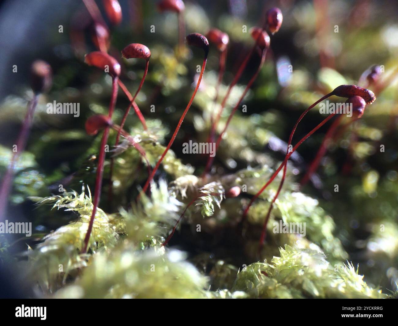 Rough-stalked Feather-moss (Brachythecium rutabulum) Plantae Stock ...