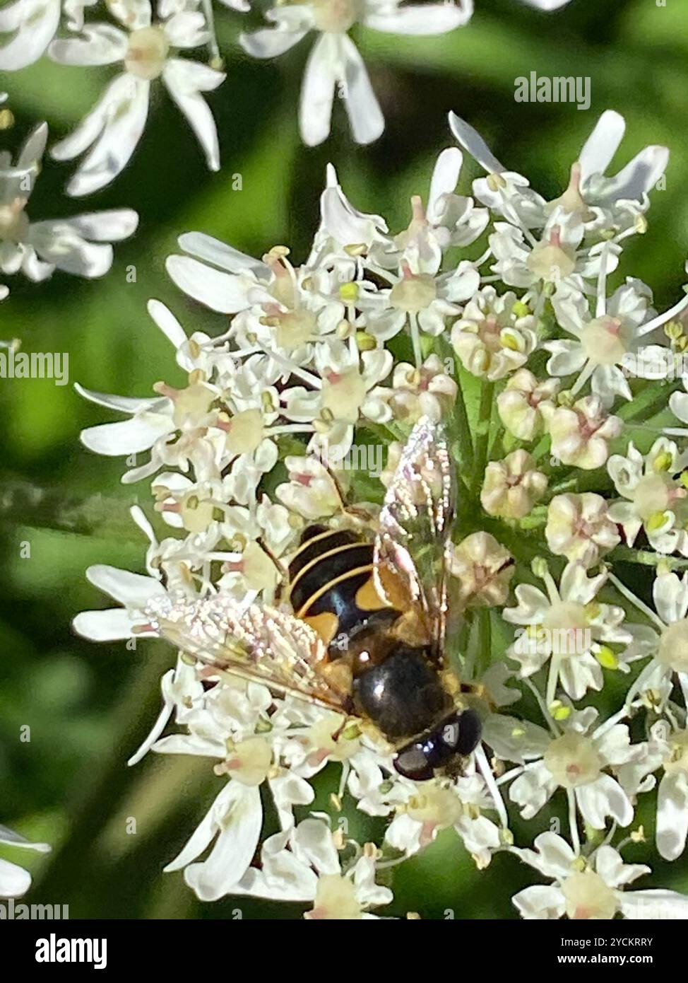 Stripe-winged Drone Fly (Eristalis horticola) Insecta Stock Photo - Alamy