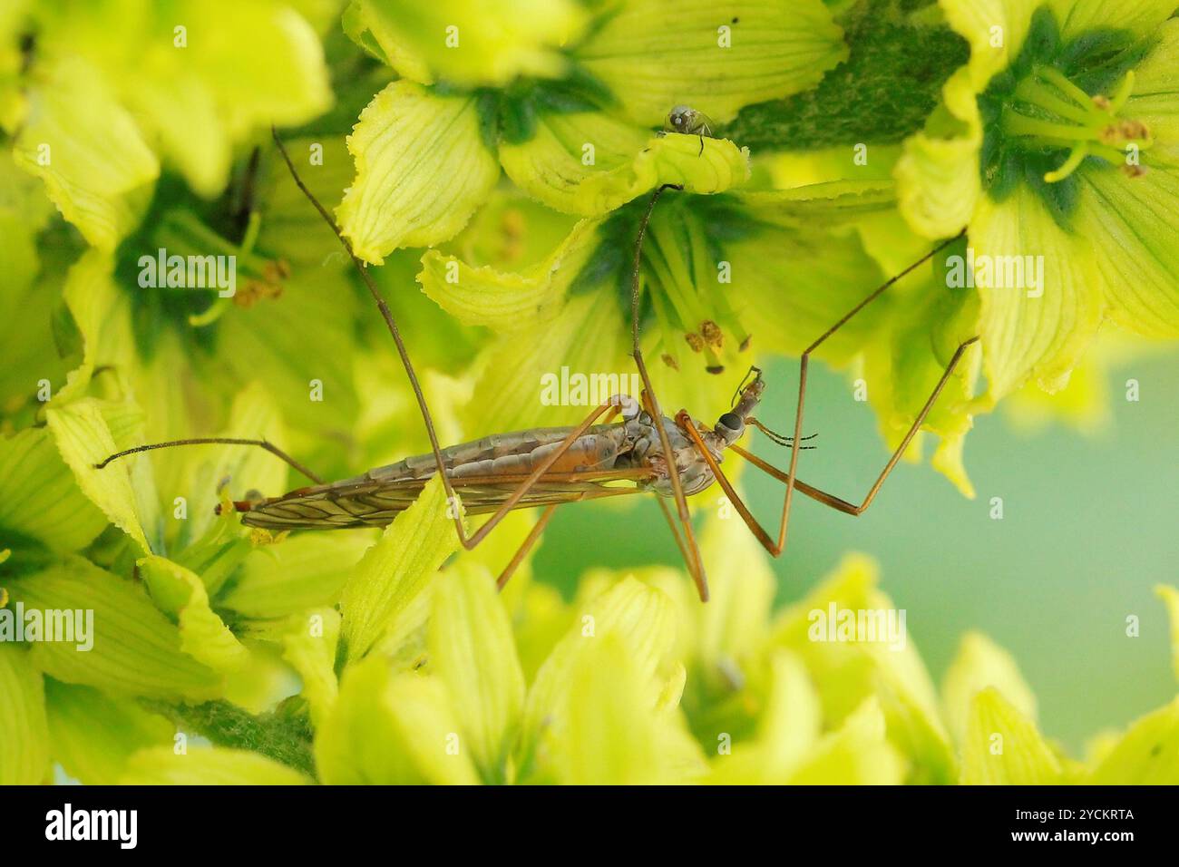 Large Crane Flies (Tipulidae) Insecta Stock Photo - Alamy