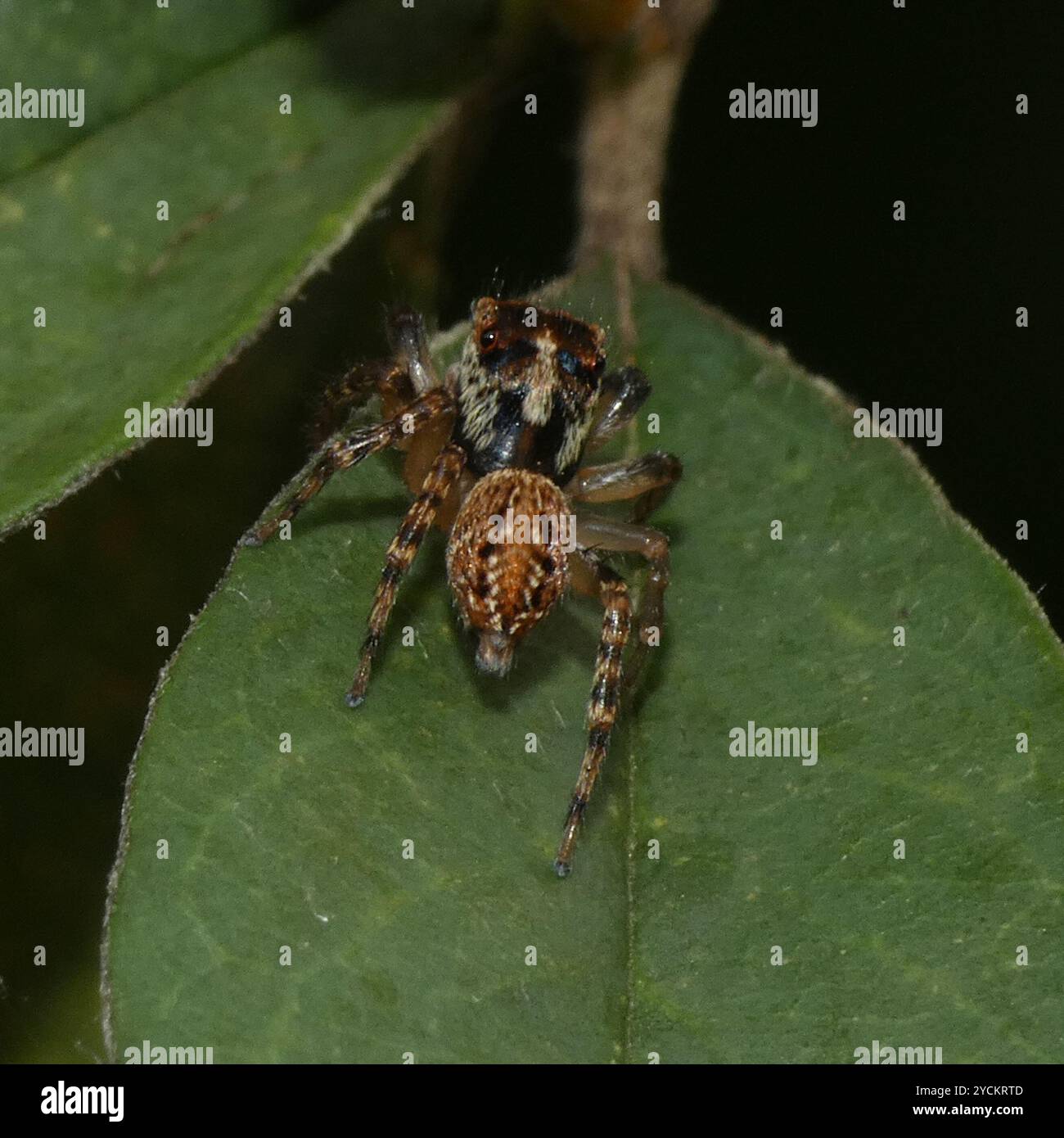 Jumping Spiders (Salticidae) Arachnida Stock Photo - Alamy