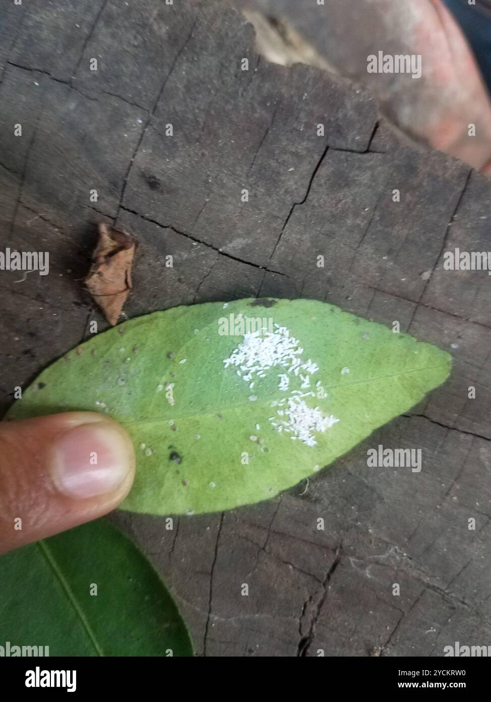 Armored Scale Insects (Diaspididae) Insecta Stock Photo - Alamy