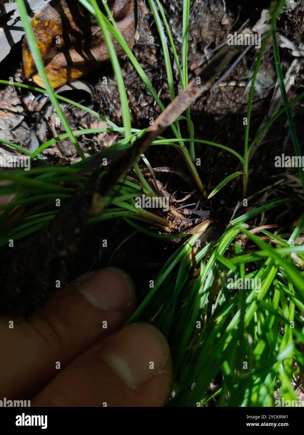 Grey Sedge (Carex divulsa) Plantae Stock Photo - Alamy
