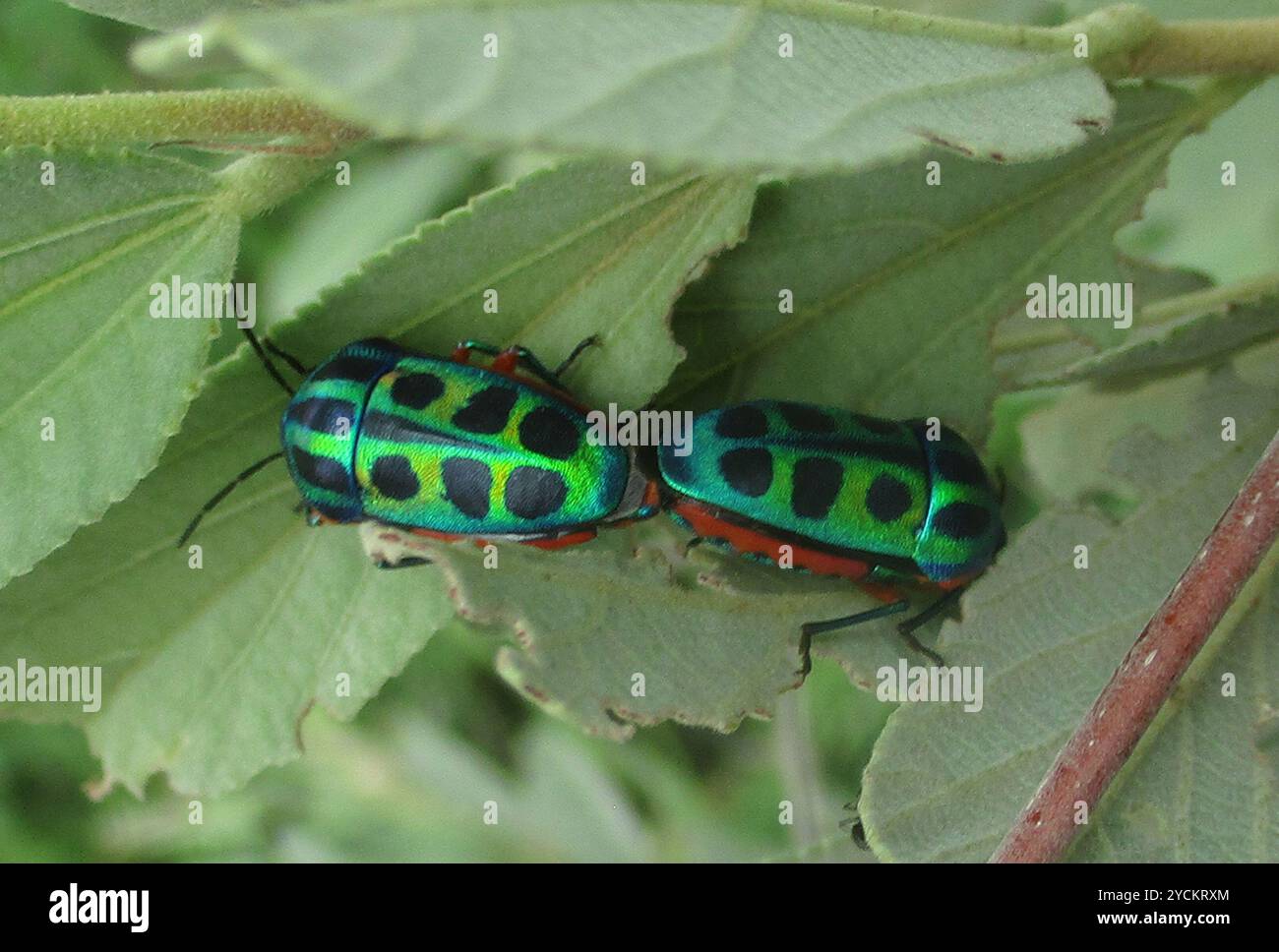 Rainbow Shield Bug (Calidea dregii) Insecta Stock Photo - Alamy
