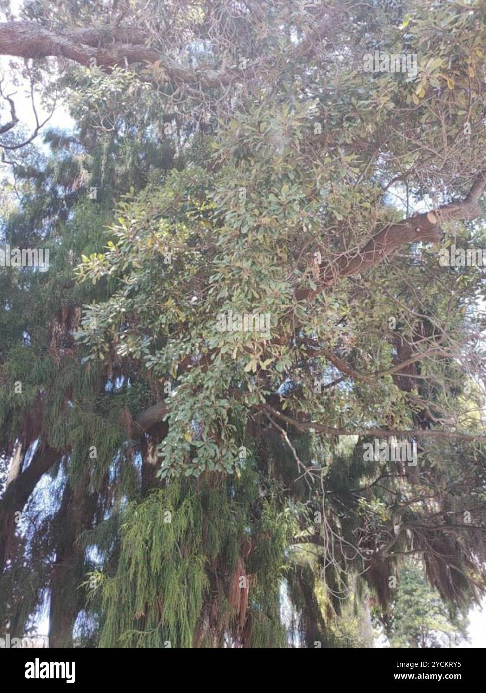 Hinau (Elaeocarpus dentatus) Plantae Stock Photo - Alamy