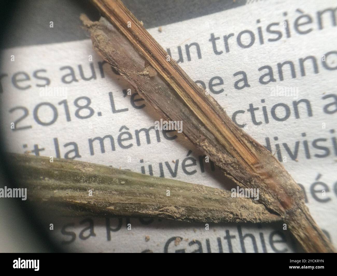 Northern Pondweed (Potamogeton alpinus) Plantae Stock Photo - Alamy