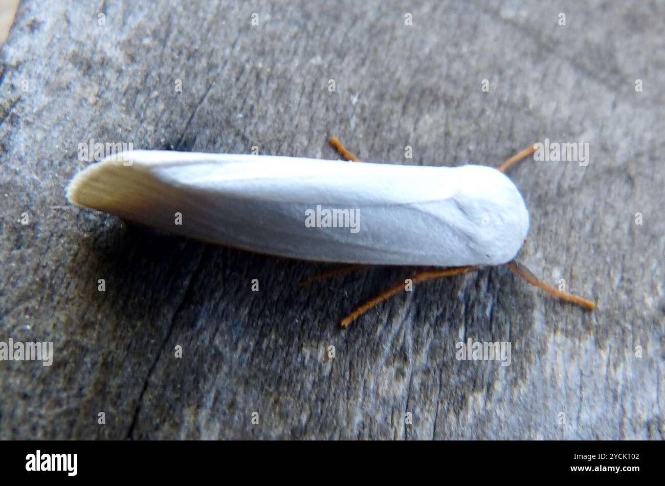 Lichen Moths (Lithosiini) Insecta Stock Photo - Alamy