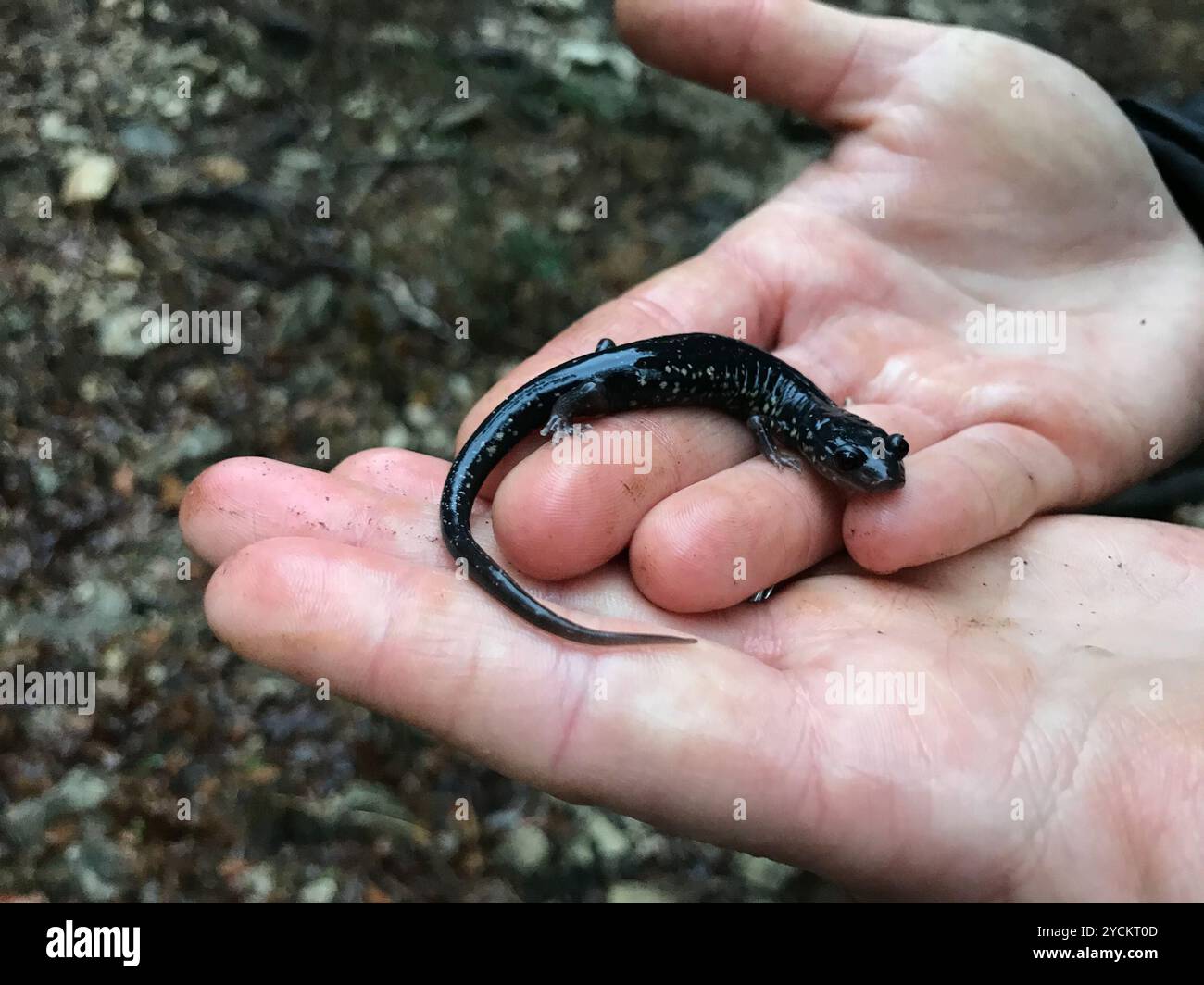 Western Slimy Salamander (Plethodon albagula) Amphibia Stock Photo - Alamy