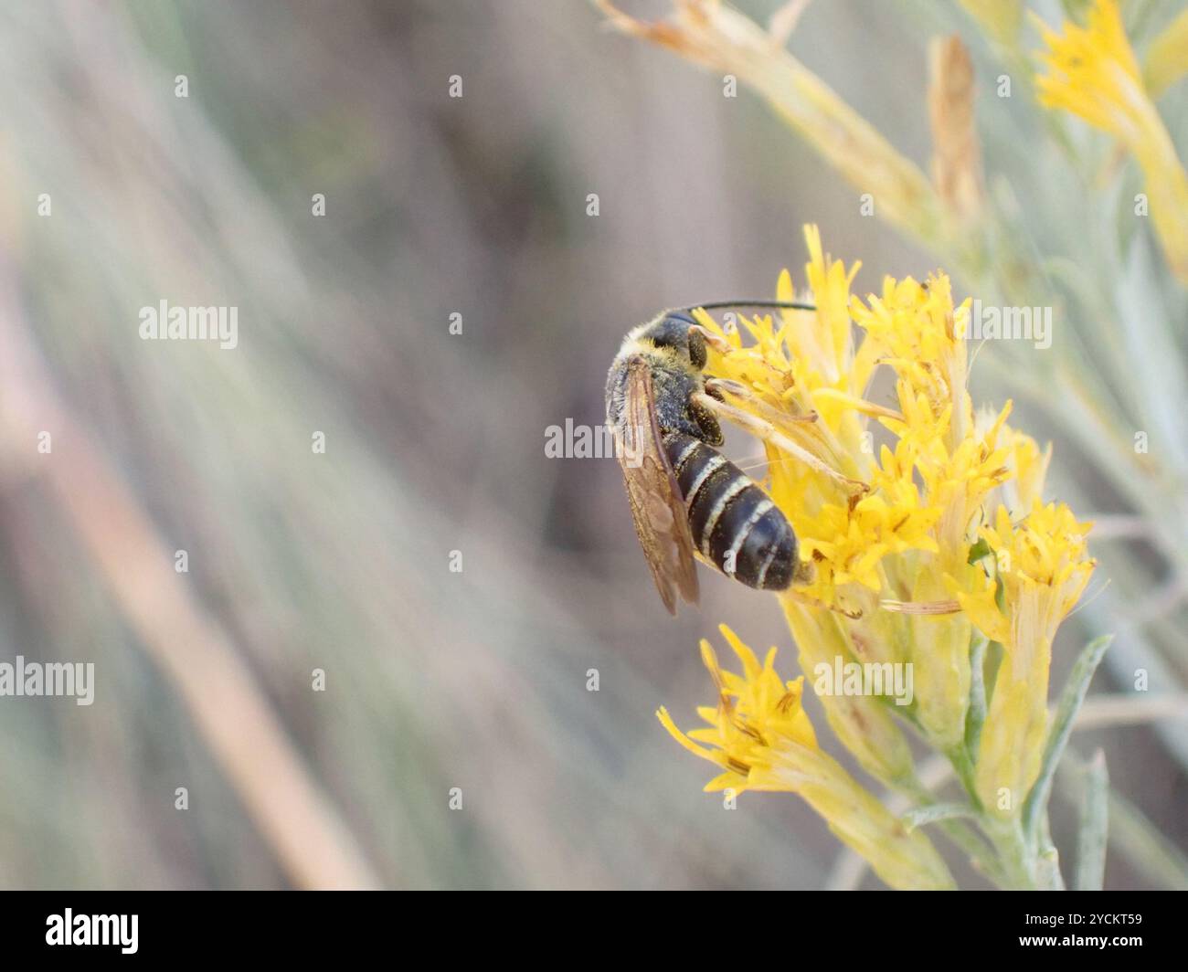 Wide-striped Sweat Bee (Halictus farinosus) Insecta Stock Photo - Alamy