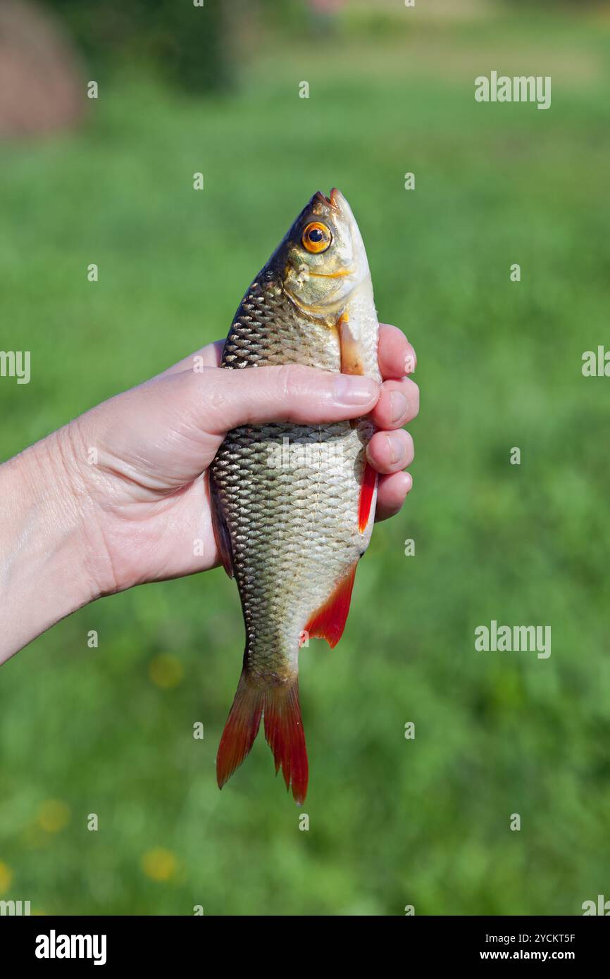 Freshly caught fish rudd in the hand Stock Photo - Alamy