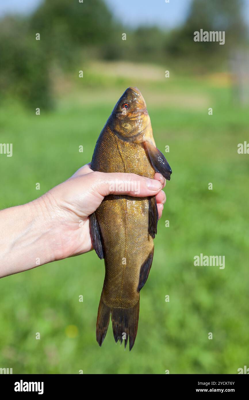 Tench angling hi-res stock photography and images - Alamy