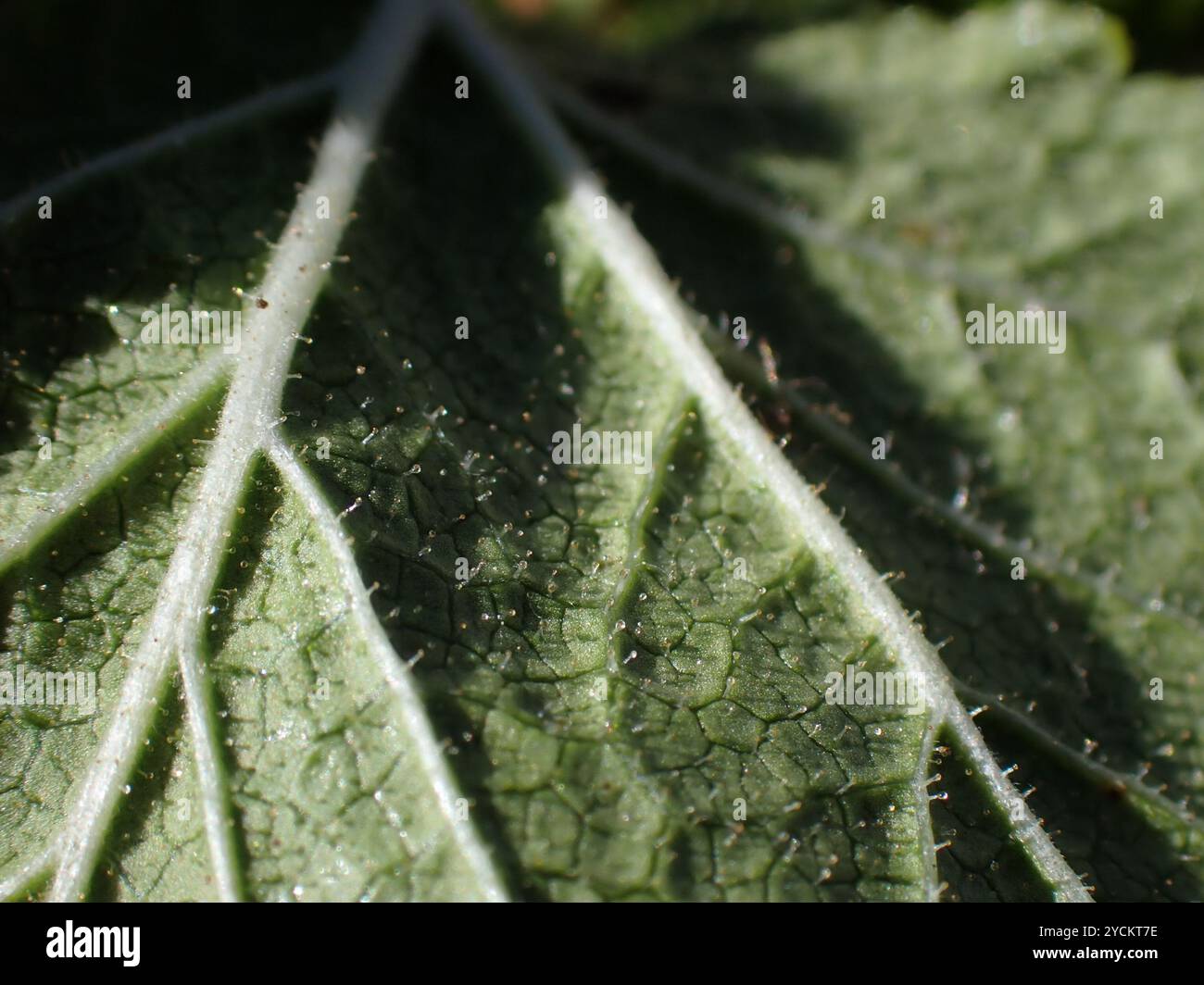 sticky currant (Ribes viscosissimum) Plantae Stock Photo - Alamy