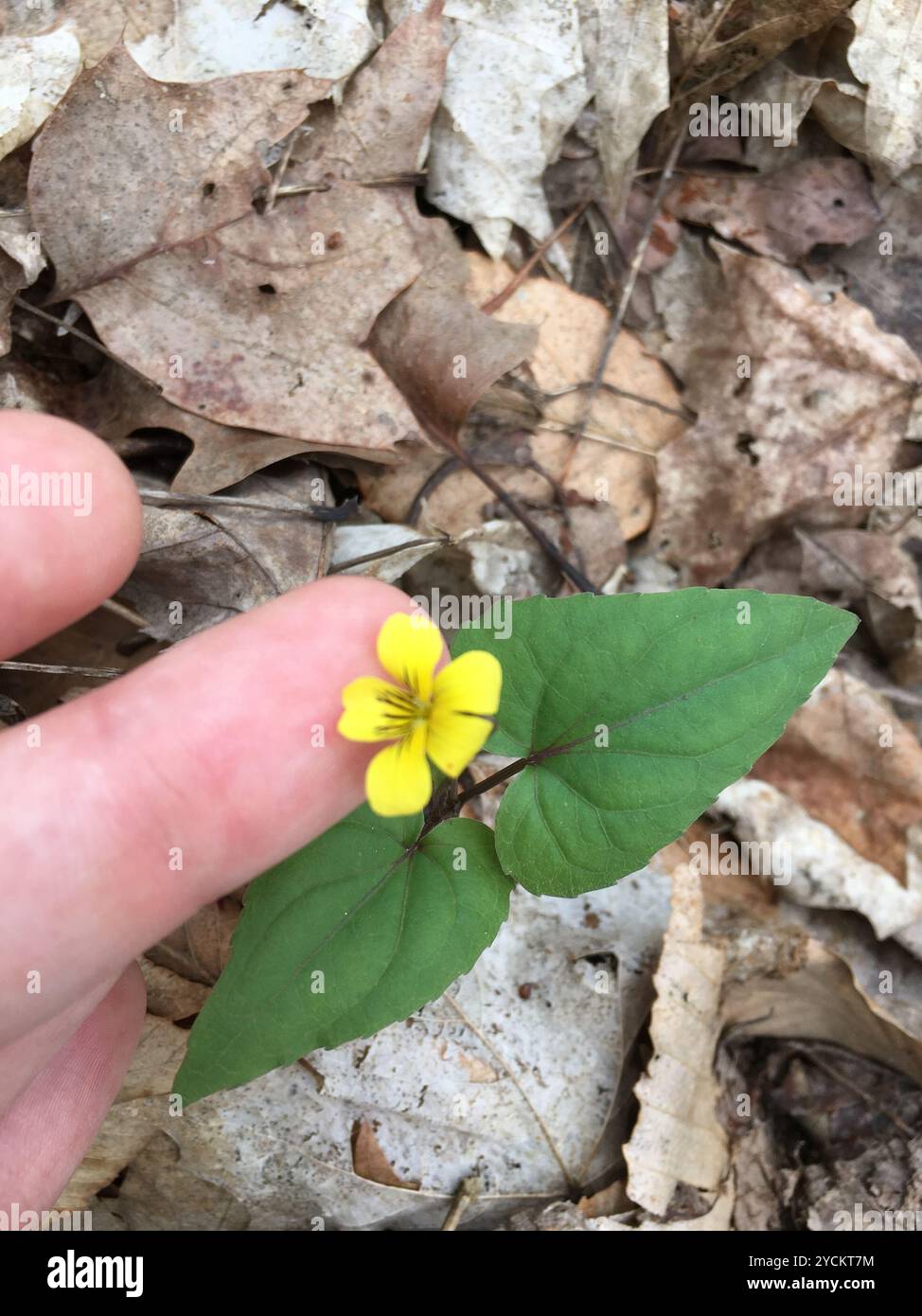 Halberd-leaved violet (Viola hastata) Plantae Stock Photo - Alamy