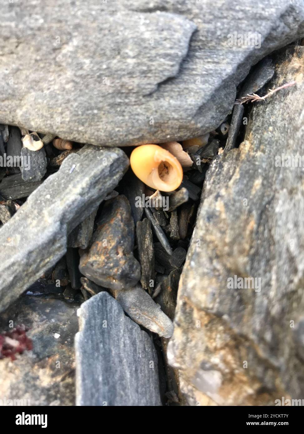 Flat Periwinkle (Littorina obtusata) Mollusca Stock Photo - Alamy