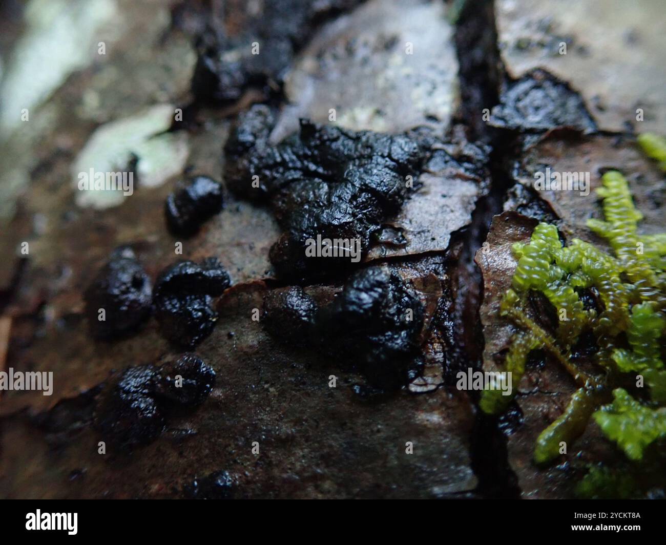 Brittle Cinder (Kretzschmaria deusta) Fungi Stock Photo - Alamy
