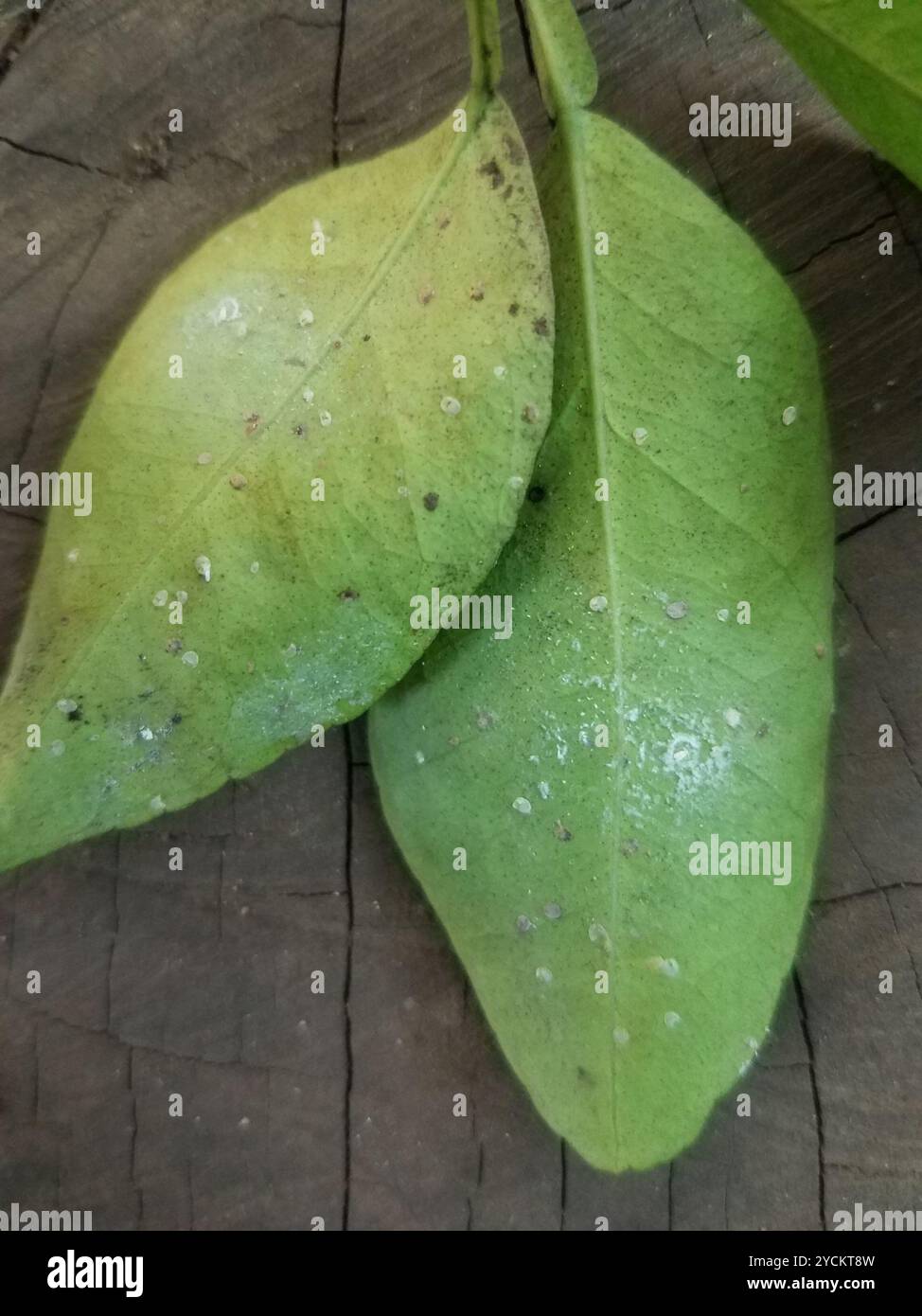 Armored Scale Insects (Diaspididae) Insecta Stock Photo - Alamy