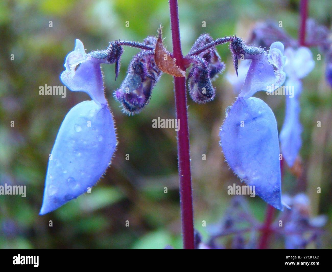 Hullworts (Coleus) Plantae Stock Photo - Alamy