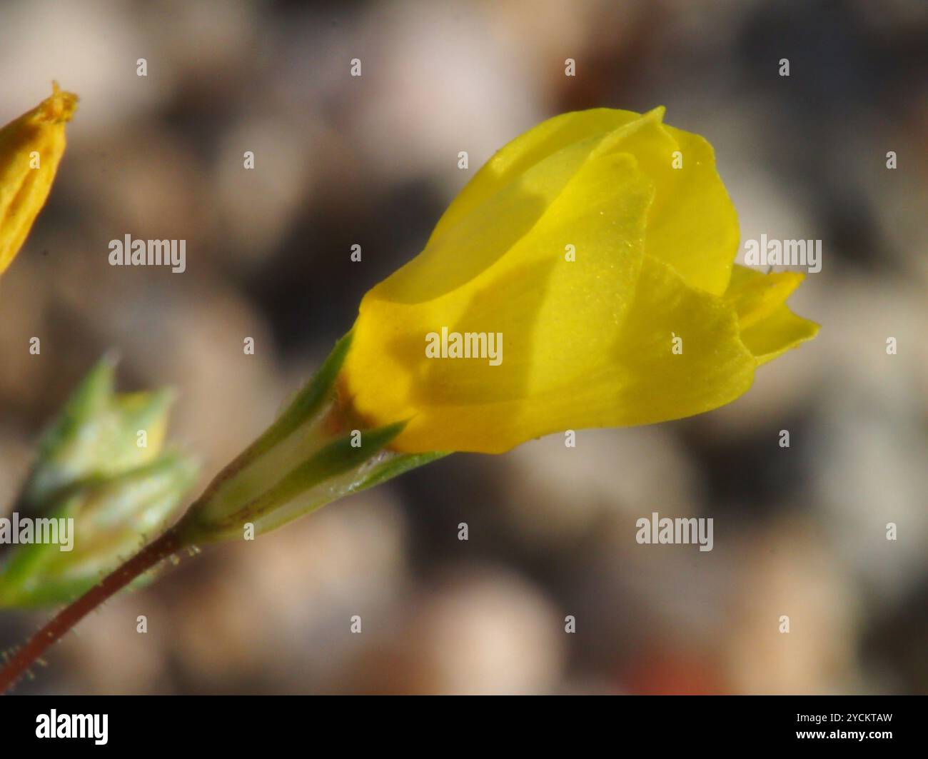 Golden linanthus hi-res stock photography and images - Alamy