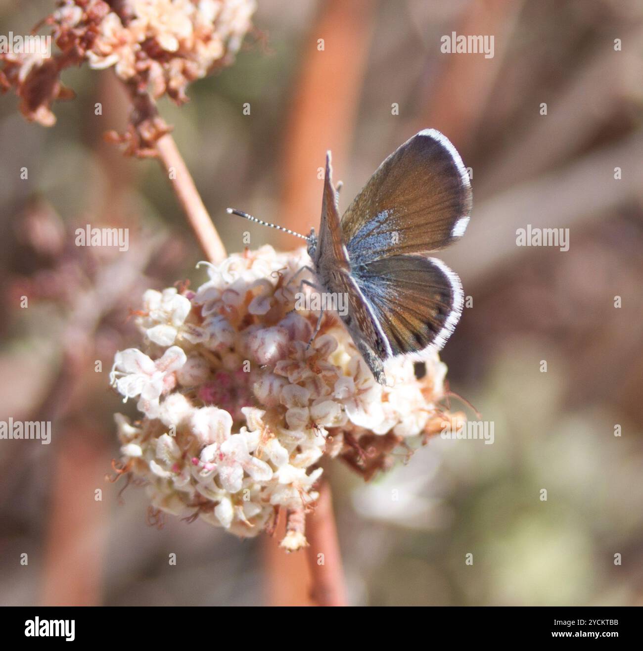 Western Pygmy-Blue (Brephidium exilis) Insecta Stock Photo - Alamy