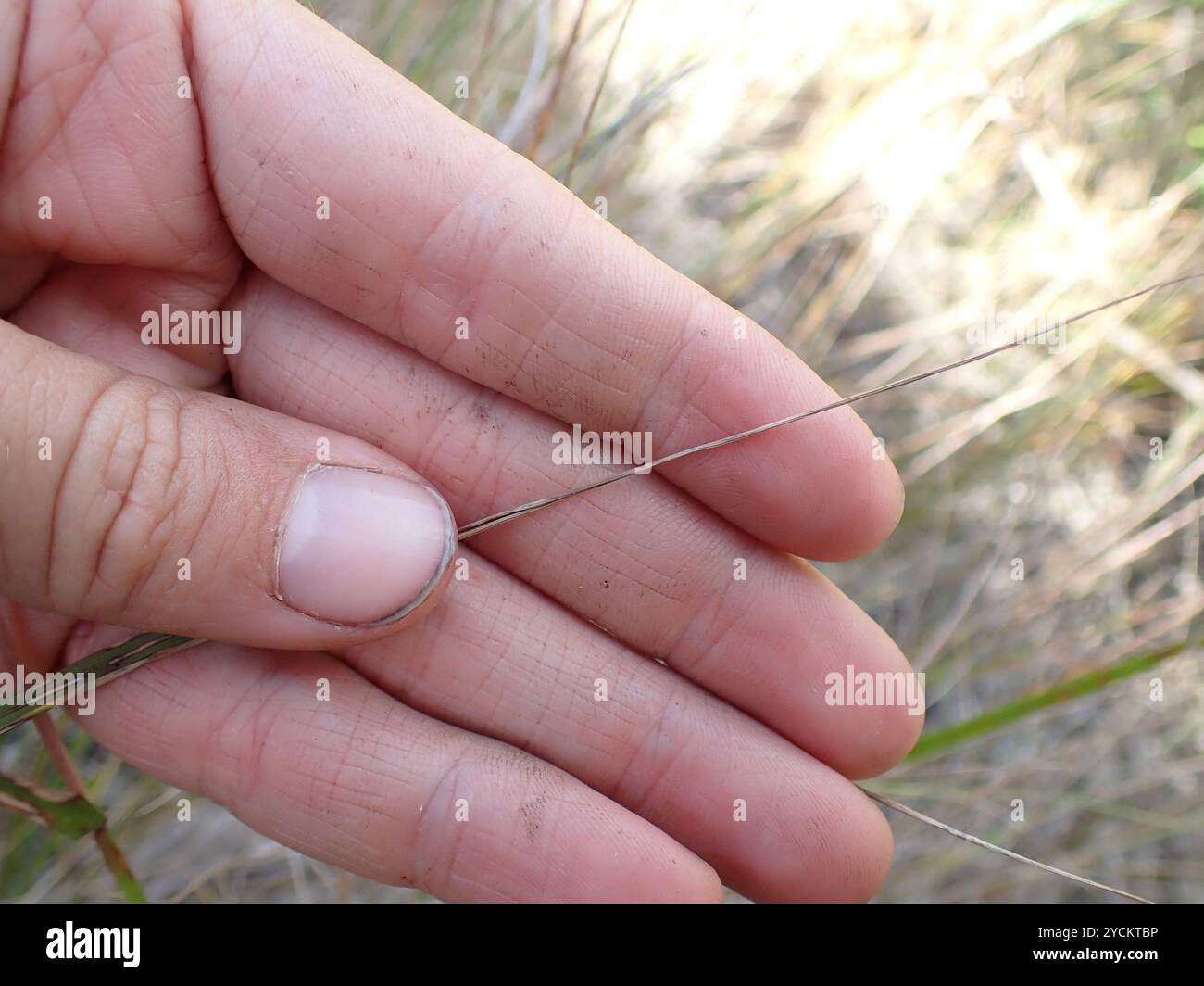 pine reed grass (Calamagrostis rubescens) Plantae Stock Photo - Alamy