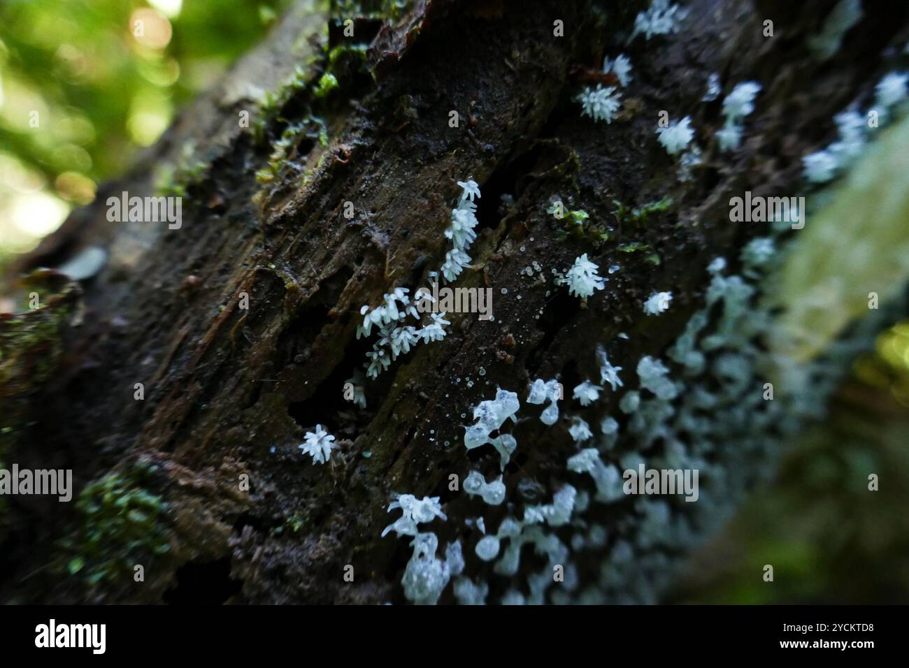 Honeycomb Coral Slime Mold (Ceratiomyxa fruticulosa) Protozoa Stock ...