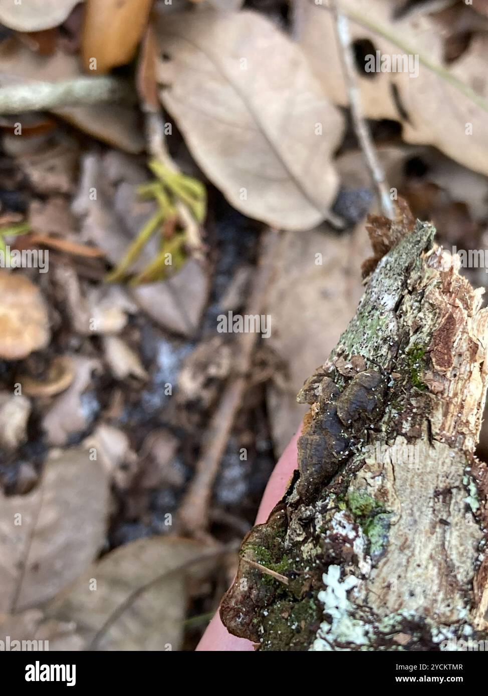 Toothed crust fungi hi-res stock photography and images - Alamy