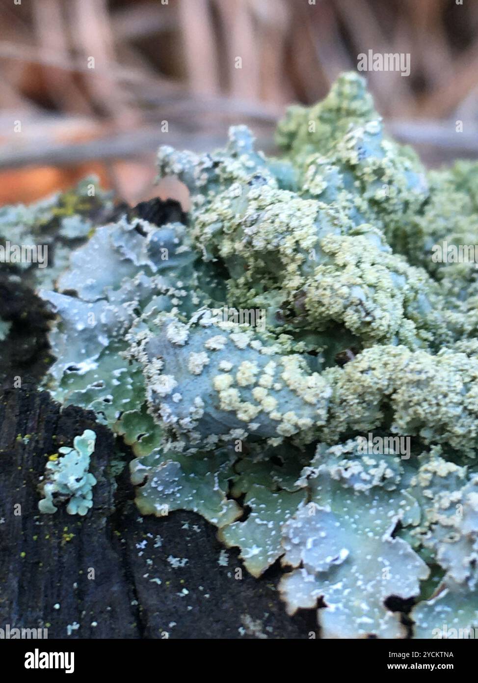 typical shield lichens (Parmelioideae) Fungi Stock Photo - Alamy