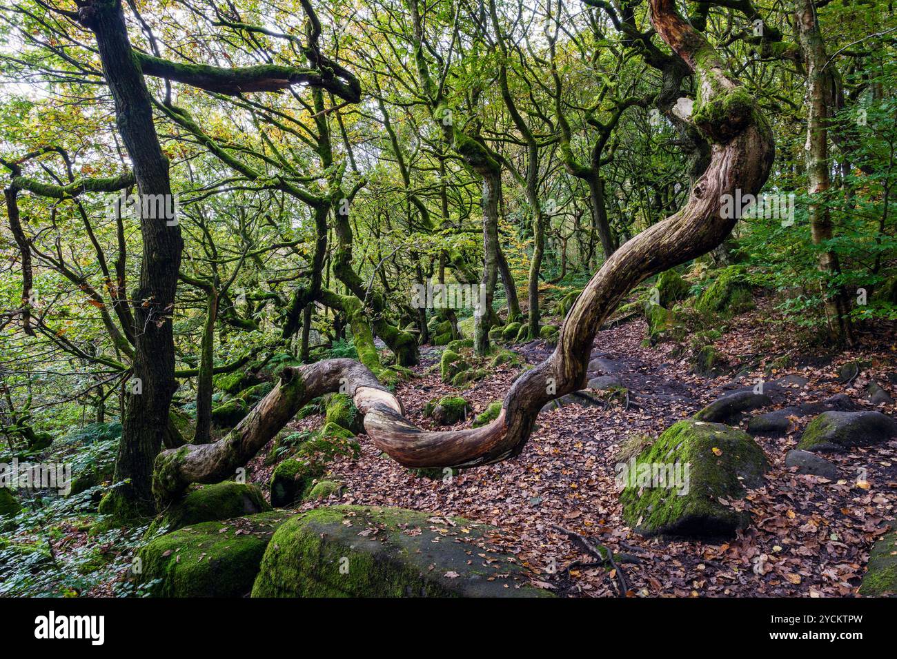 Padley Gorge, Peak District National Park, Derbyshire Stock Photo - Alamy