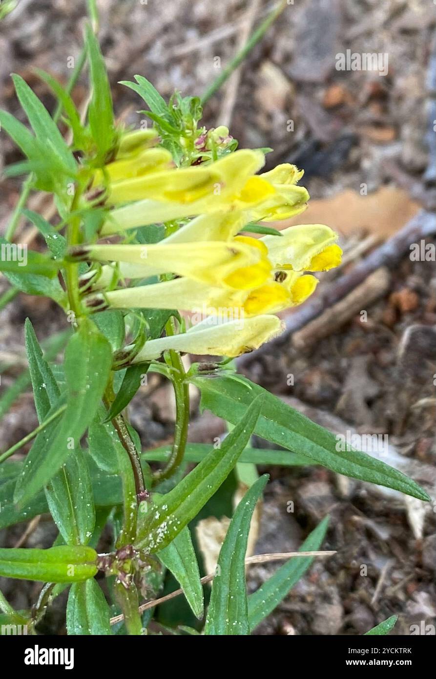 Common Cow-wheat (Melampyrum pratense) Plantae Stock Photo - Alamy