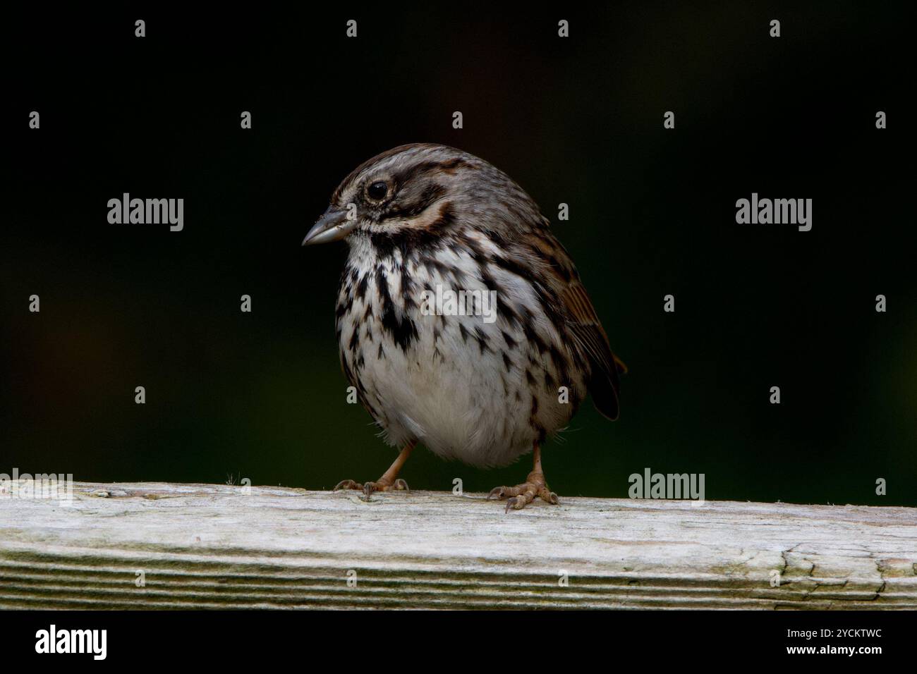 Song Sparrow (Melospiza melodia) Aves Stock Photo - Alamy